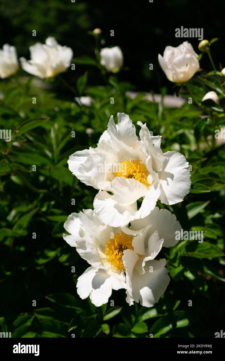 A vertical shot of delicate white peonies (Paeonia) in a garden on the ...