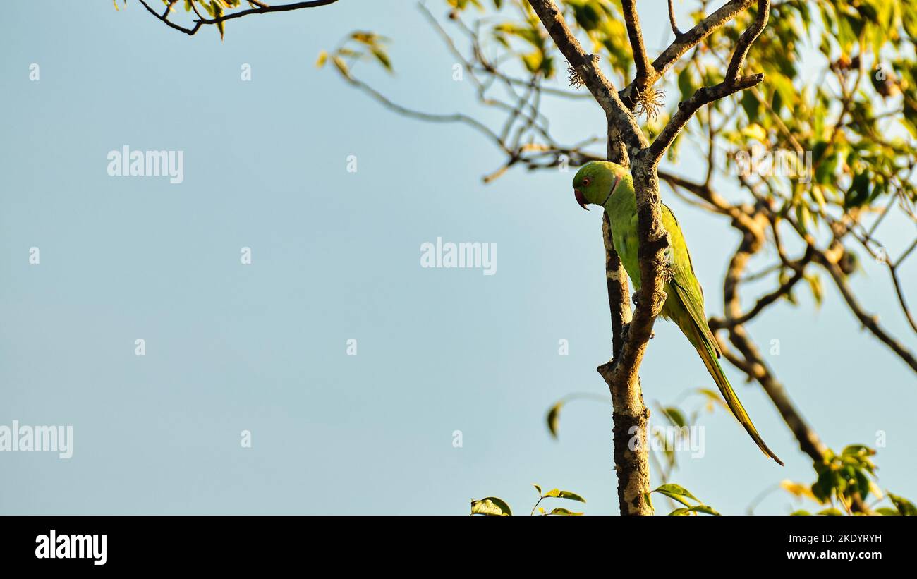 A cute Rose-ringed parakeet perched on a tree on a sunny day Stock ...