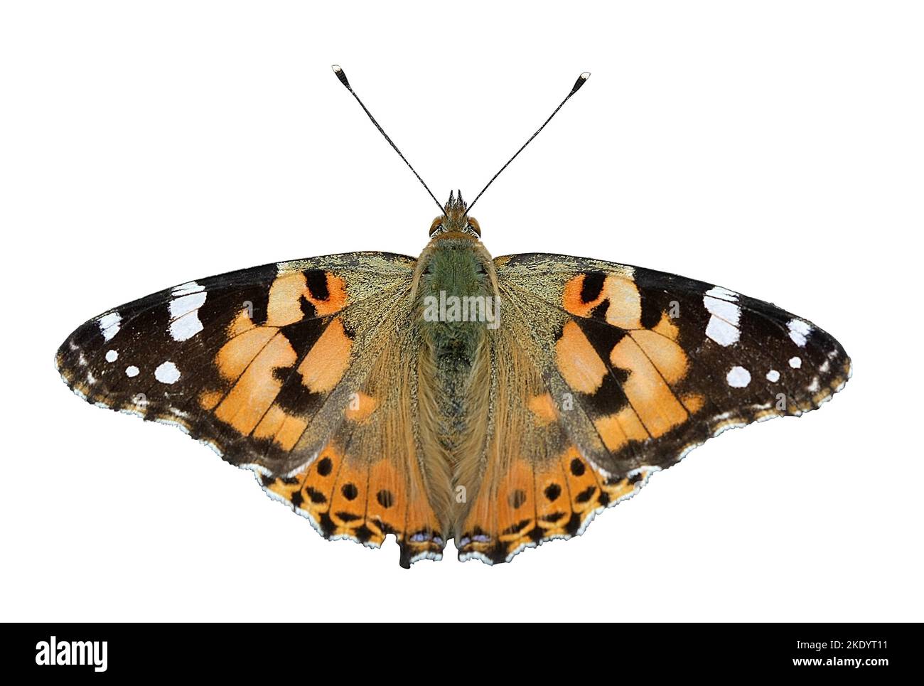 Lady flutter Cut Out Stock Images & Pictures - Alamy