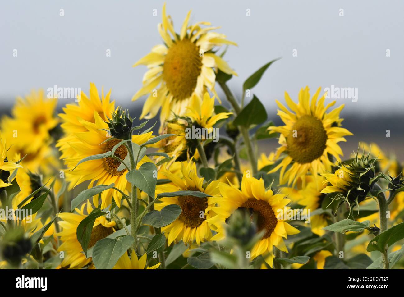 Sunflower plantation. Industrial use for the production of sunflower ...