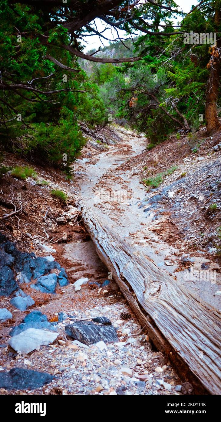 A vertical of a fallen tree in the middle of a trail in the woods ...