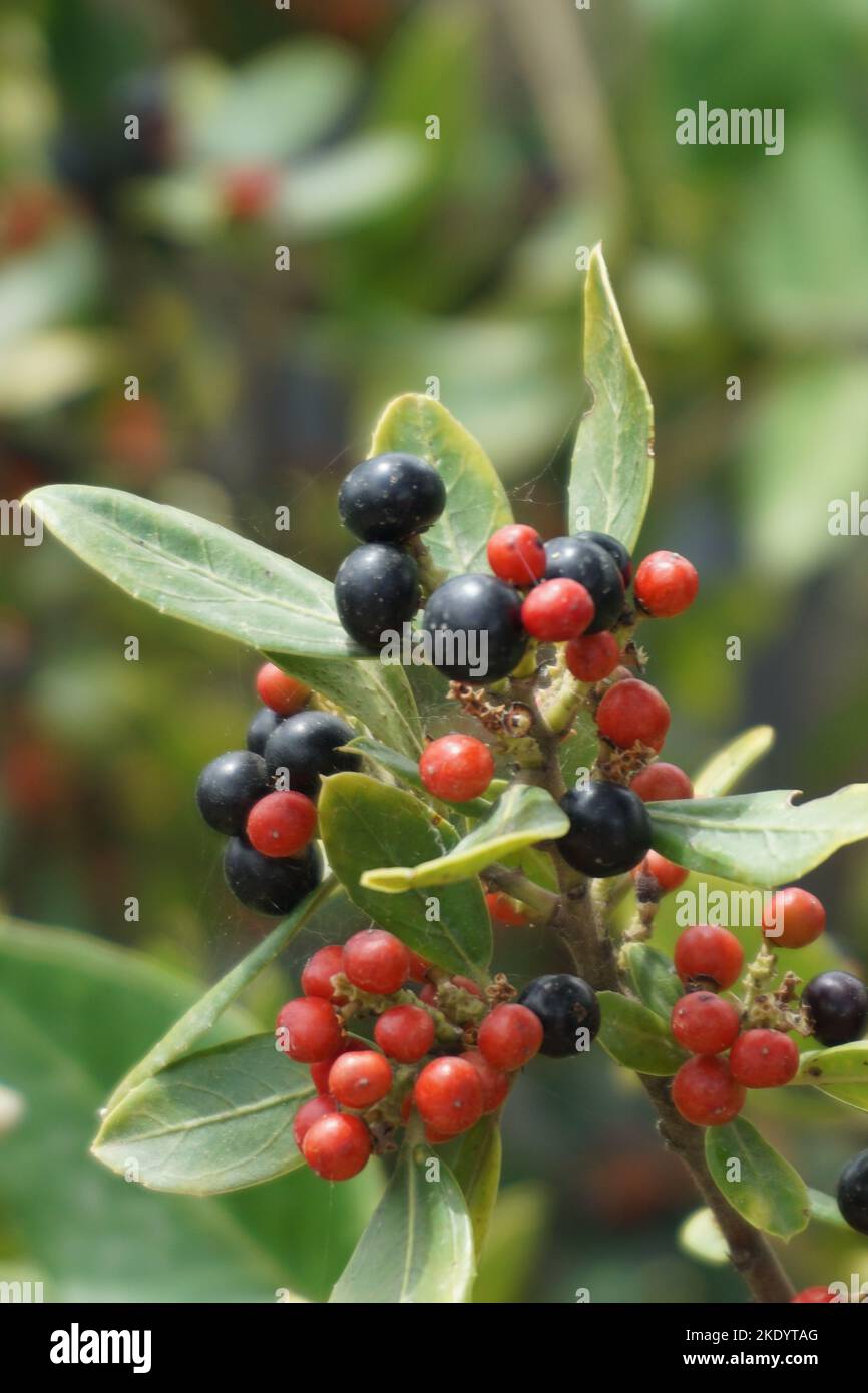 A vertical closeup of Rhamnus alaternus, Mediterranean buckthorn Stock ...