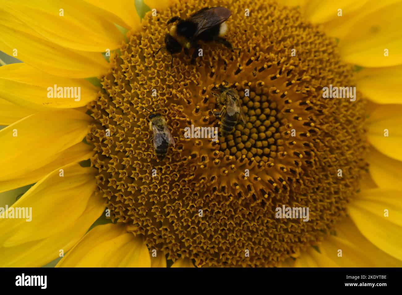 Sunflower plantation. Industrial use for the production of sunflower ...