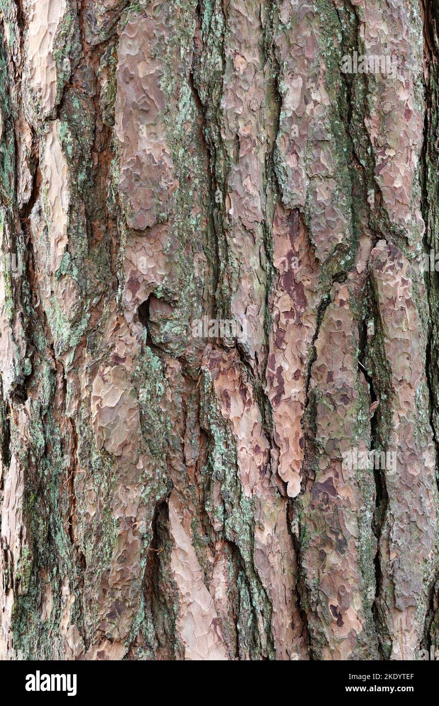 Scots Pine Tree (Pinus sylvestris) Bark with Lichen Growing on it, UK ...