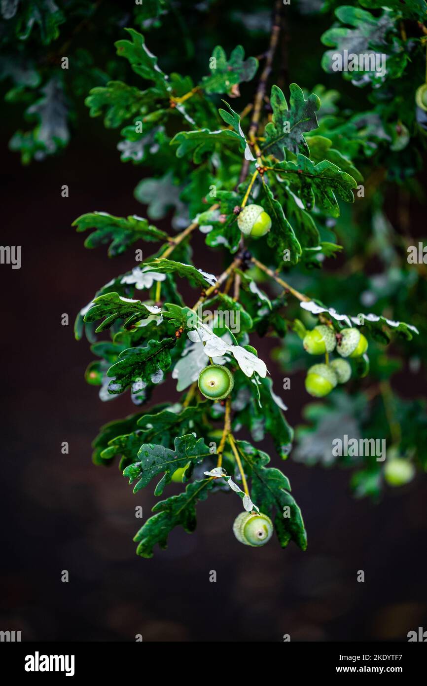 Botany fagaceae english hi-res stock photography and images - Alamy