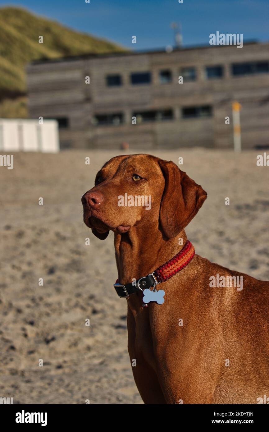 The vertical portrait of a Vizsla dog wearing a red collar stands on ...