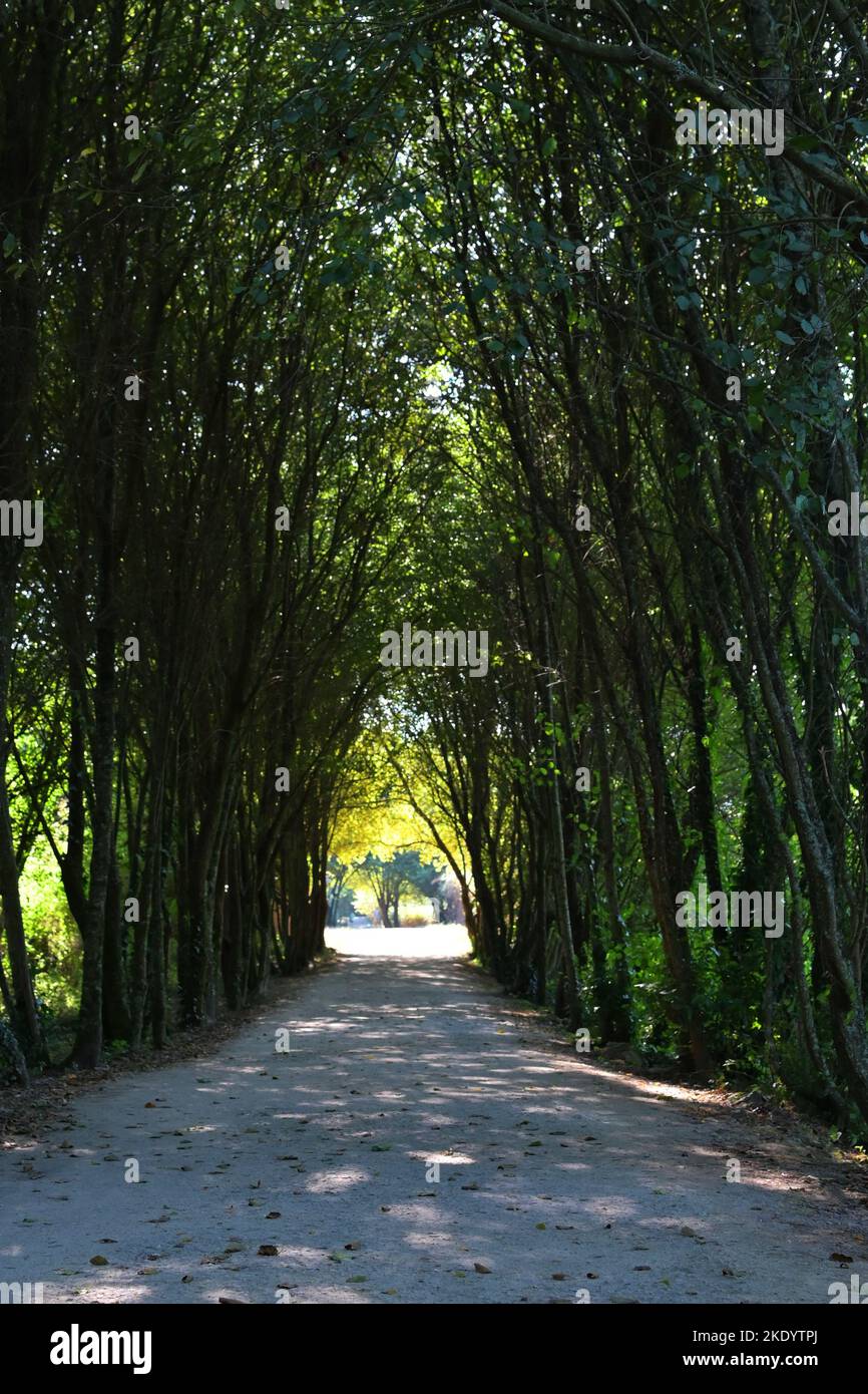 The vertical view of trees creates an arch over the pathway in a park ...