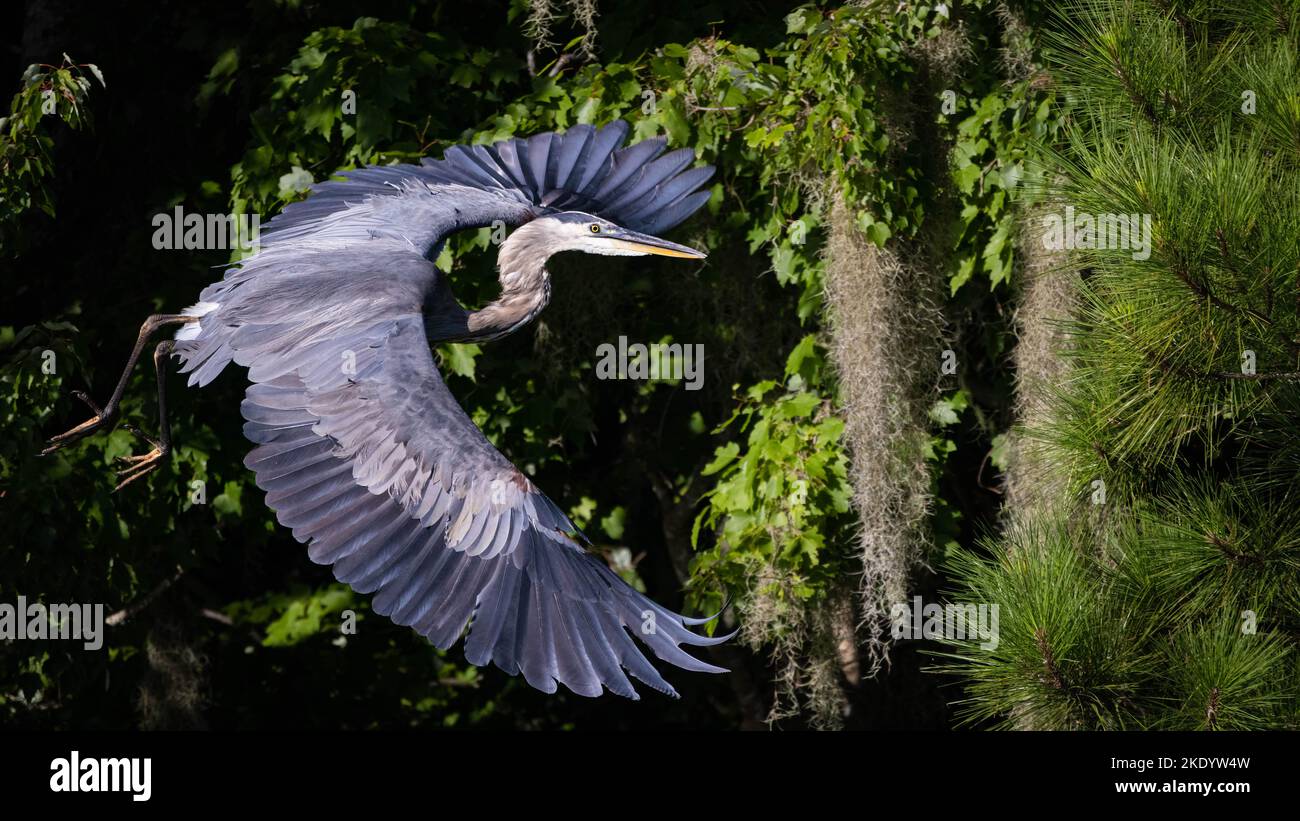 The high-angle view of a great blue heron flying over greenery Stock ...
