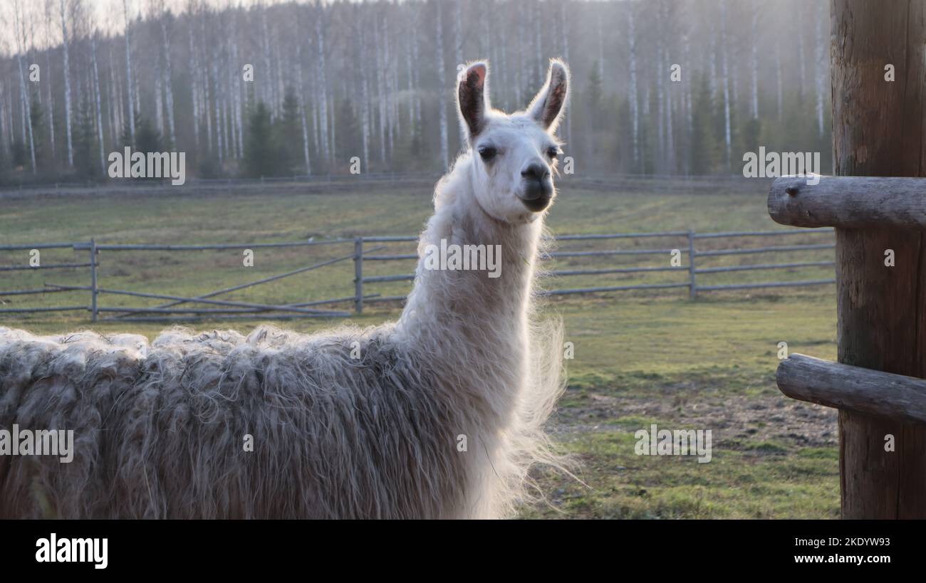 Cartoon doodle alpaca hi-res stock photography and images - Alamy