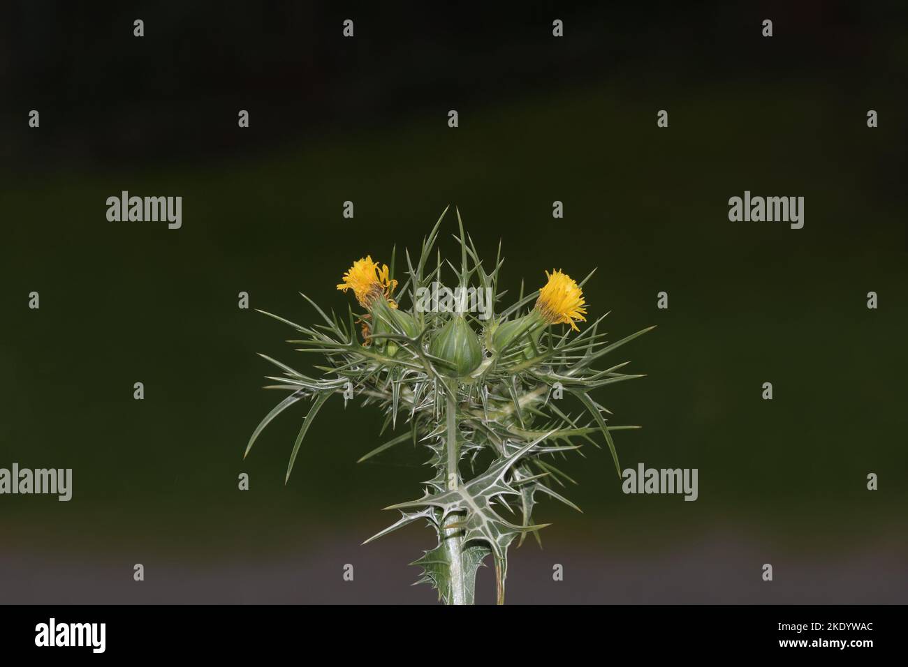 spotted golden thistle (Scolymus maculatus),Germany Stock Photo - Alamy
