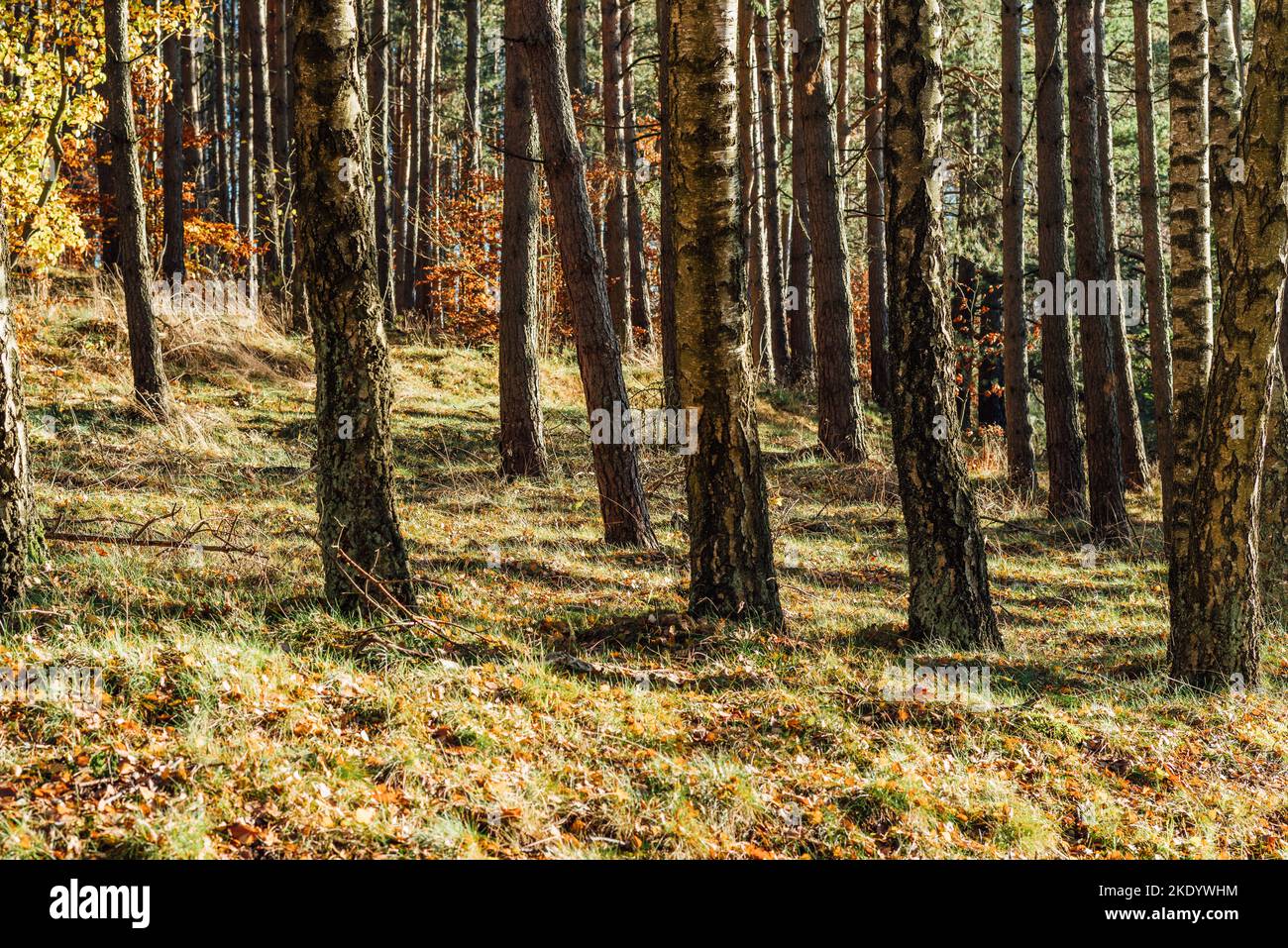 autumn colors of the forest Stock Photo - Alamy