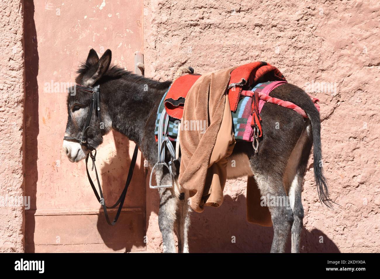 Donkeys working as transport and pack animals in Petra, Jordan ...