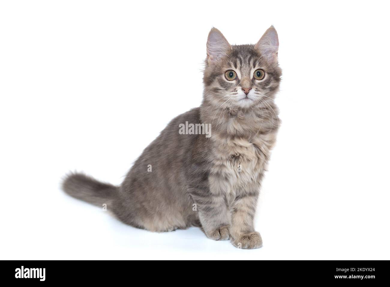 Small and delicate gray kitten is sitting on a white background ...