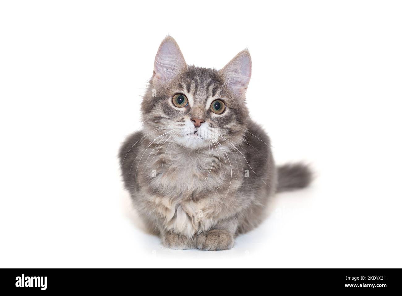 Small and delicate gray kitten is sitting on a white background ...