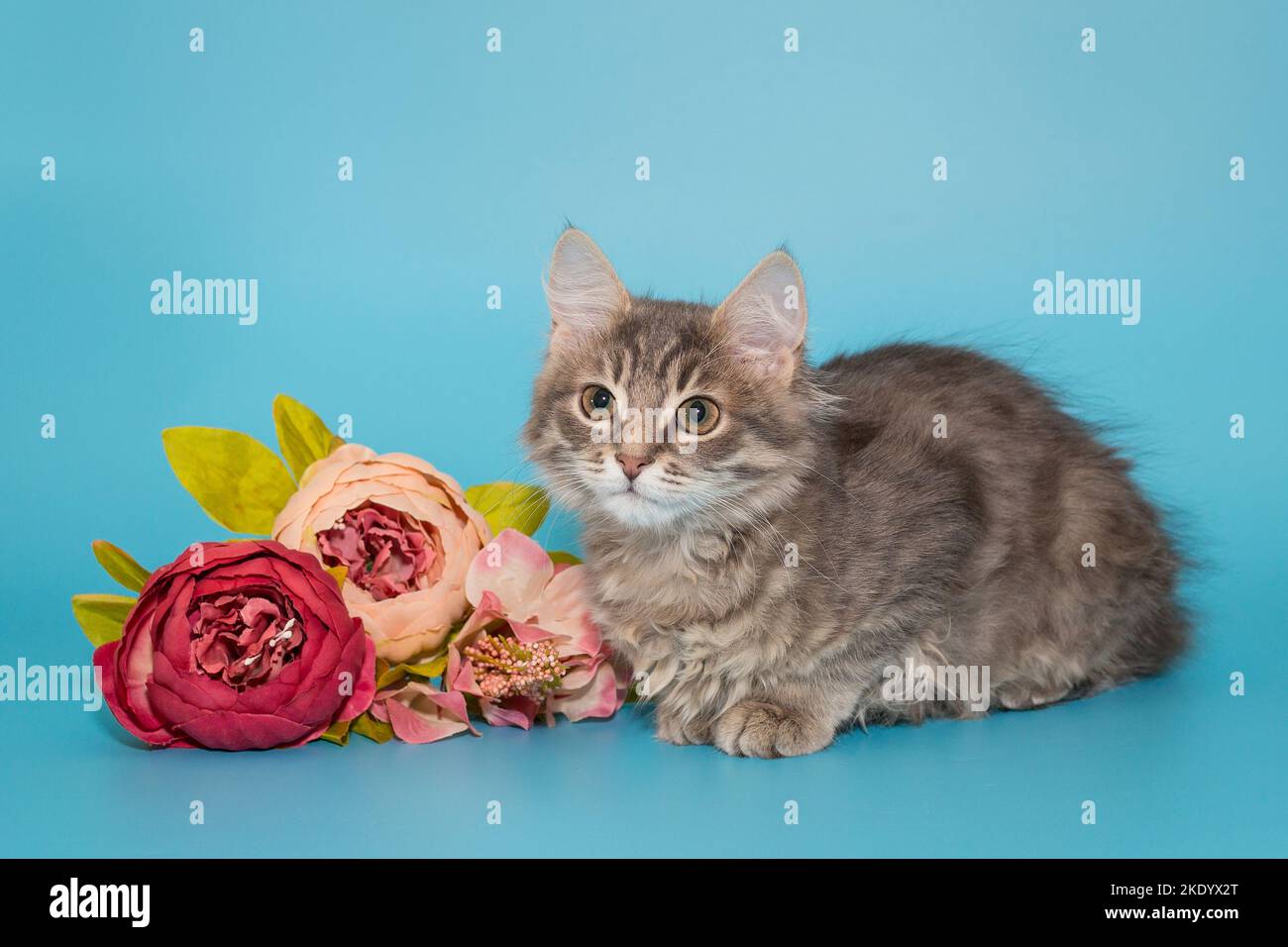 Beautiful gray kitten and flowers on a blue background Stock Photo - Alamy