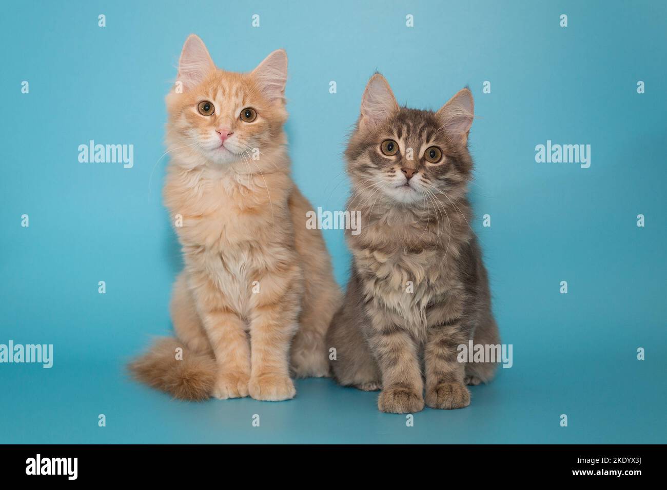 Two kittens, gray and red, sit side by side on a blue background Stock ...