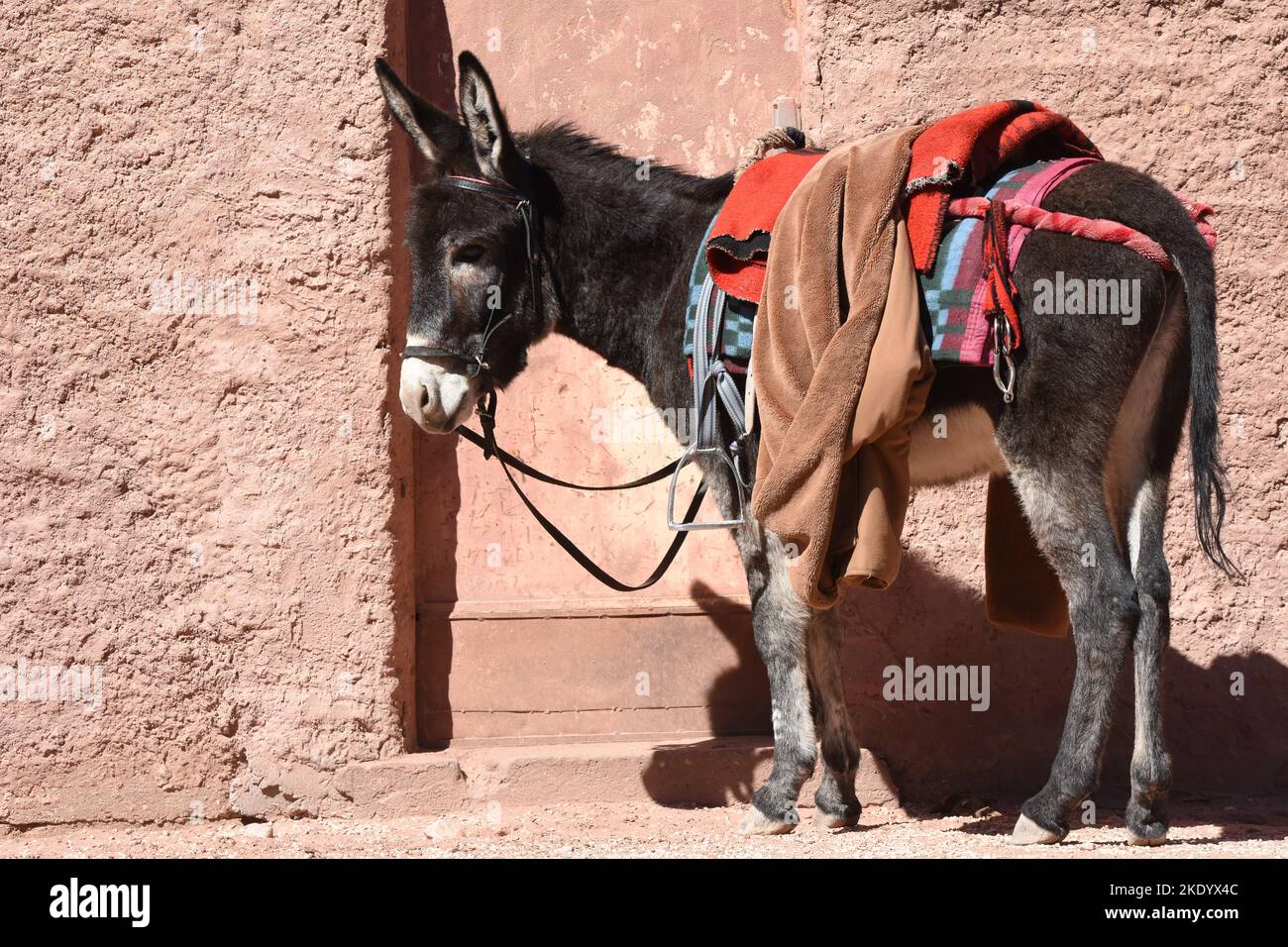 Donkeys working as transport and pack animals in Petra, Jordan ...