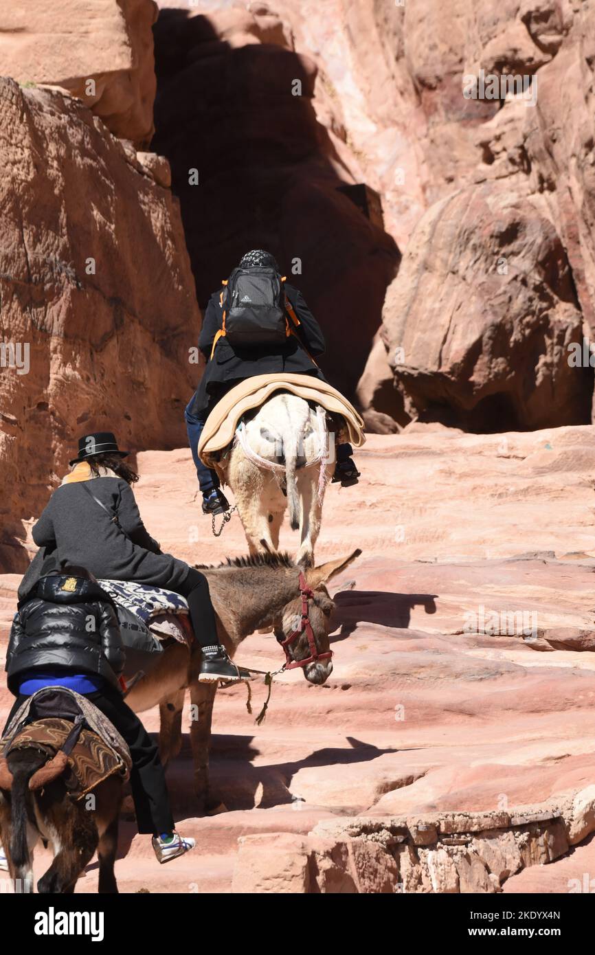 Donkeys working as transport and pack animals in Petra, Jordan ...