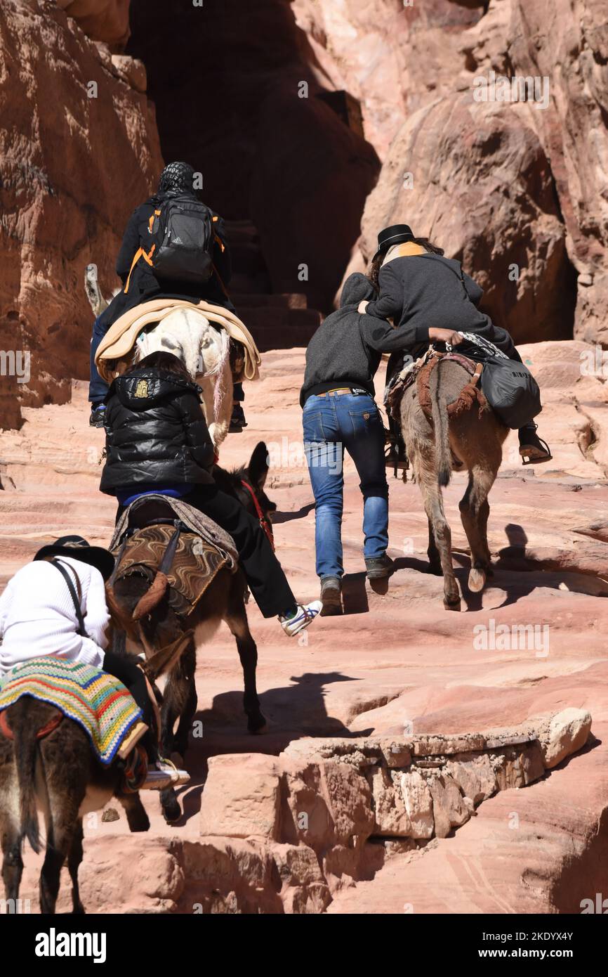 Donkeys working as transport and pack animals in Petra, Jordan ...