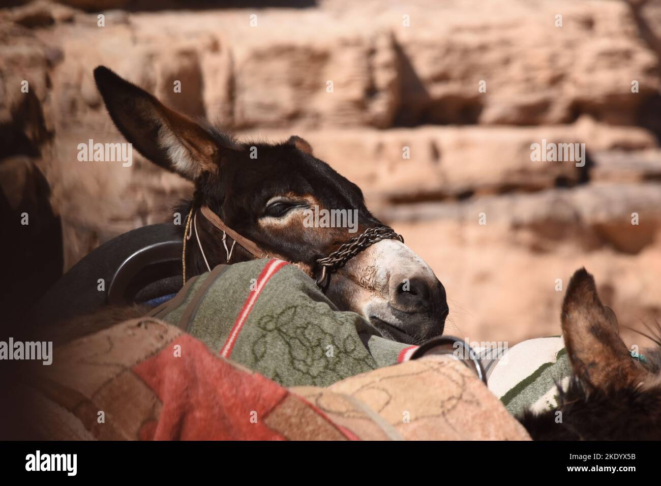 Donkeys working as transport and pack animals in Petra, Jordan ...