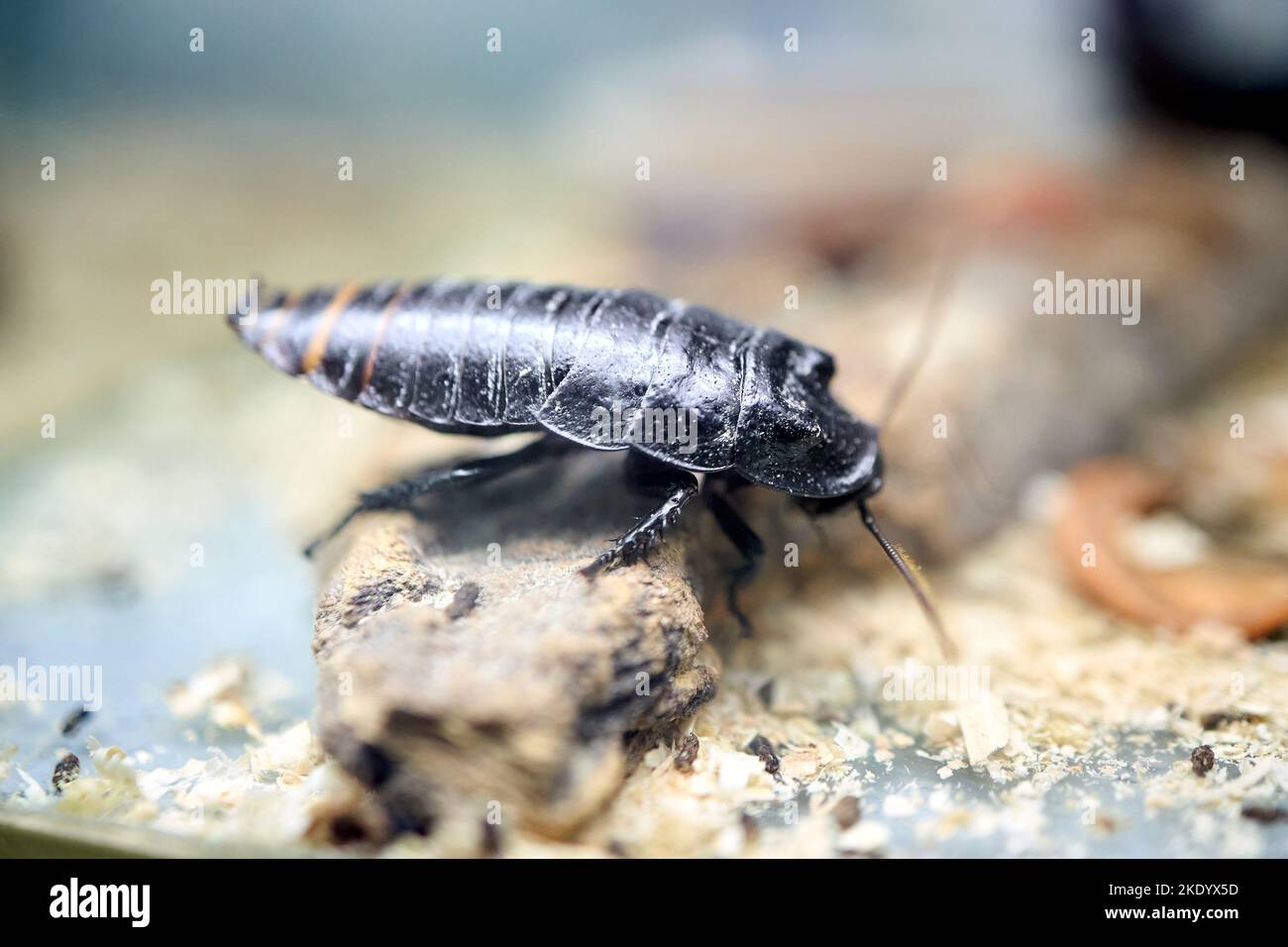 Tiger hisser roach or black giant madagascar hissing cockroach ...