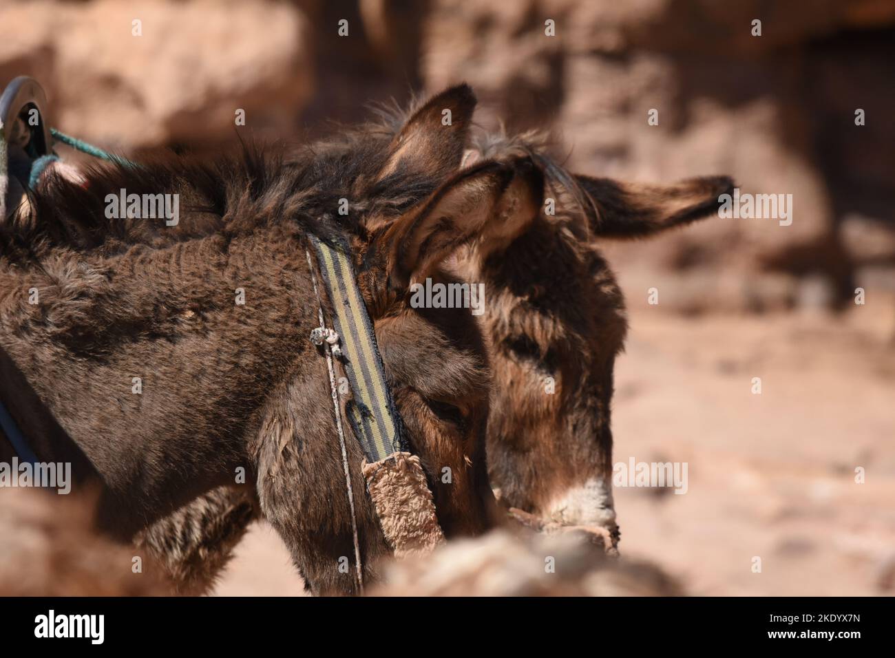 Donkeys working as transport and pack animals in Petra, Jordan ...