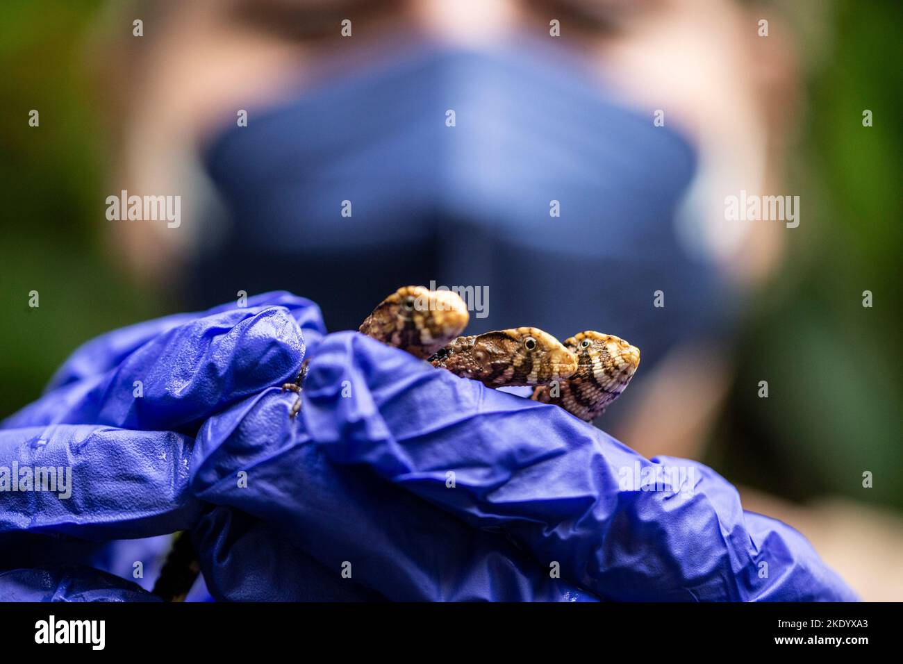 Cologne, Germany. 09th Nov, 2022. An animal keeper holds offspring of ...