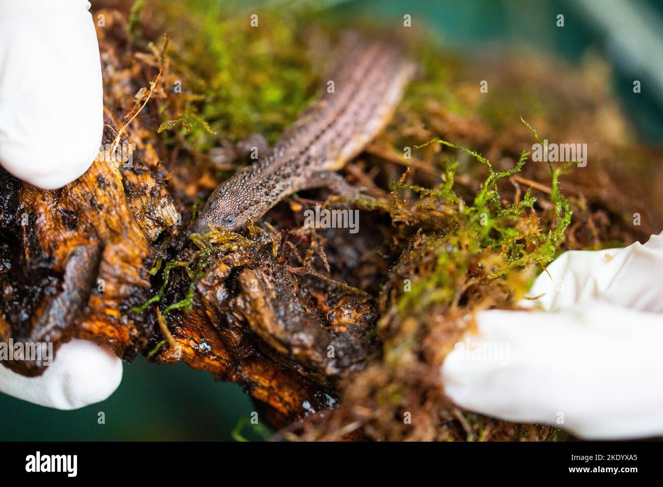 Cologne, Germany. 09th Nov, 2022. The offspring of a pigeon monitor ...