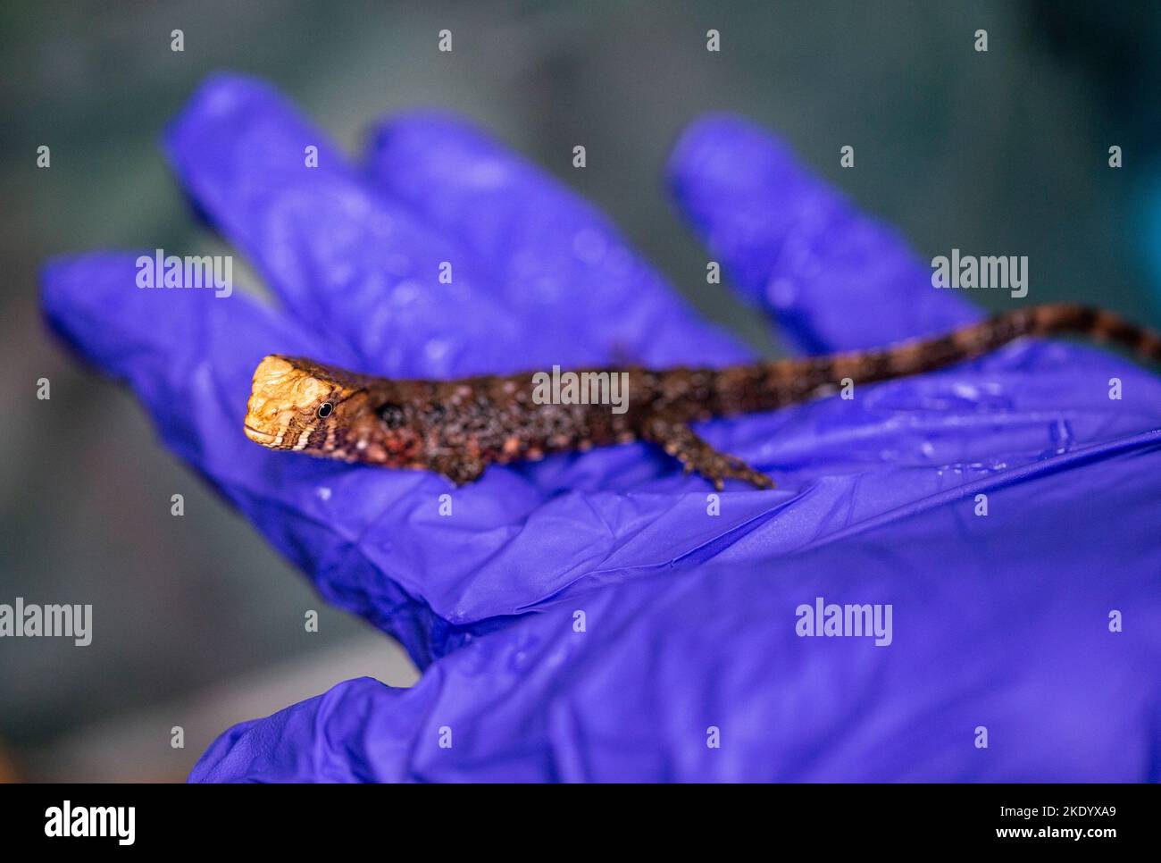Cologne, Germany. 09th Nov, 2022. An animal keeper holds an offspring ...
