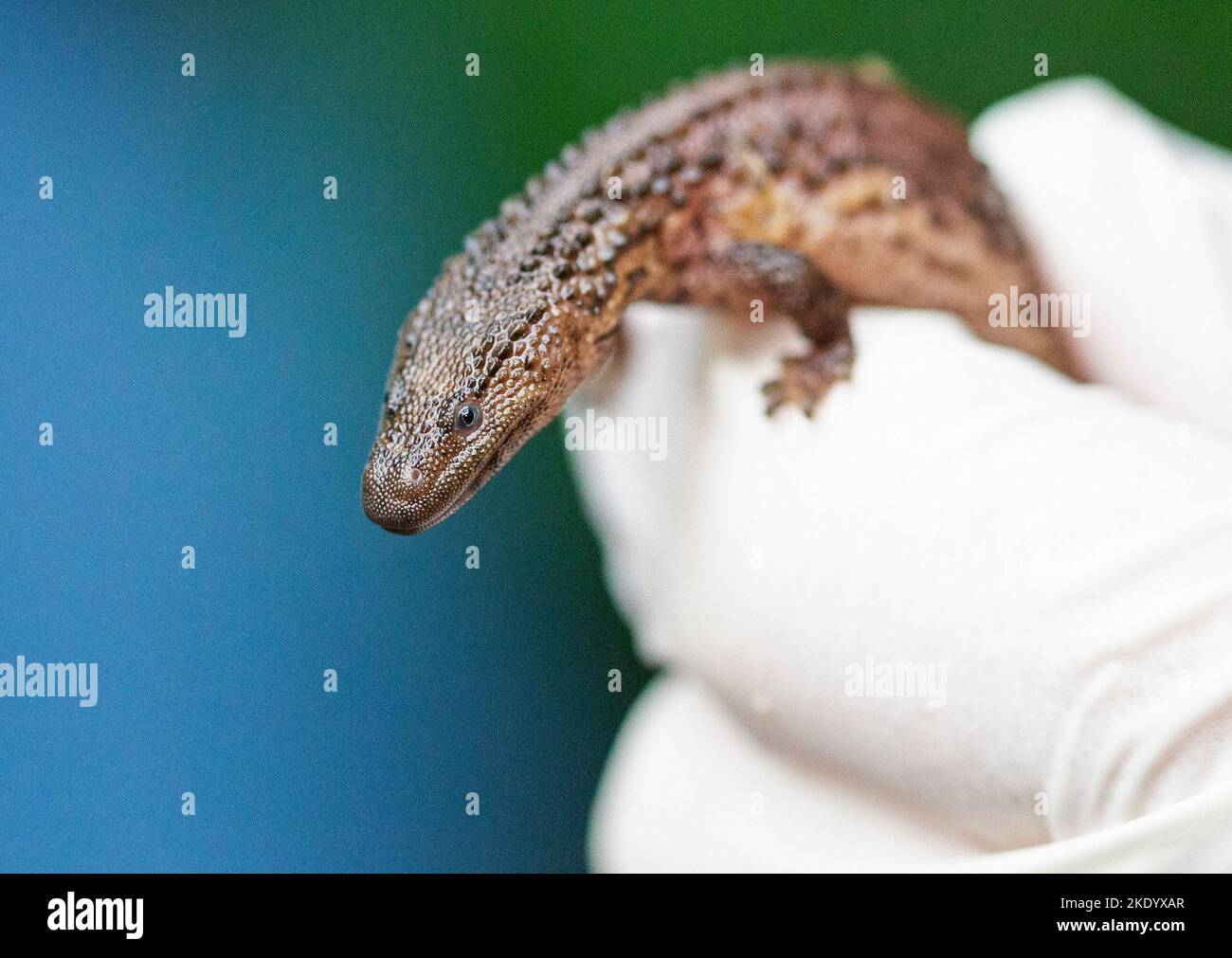 Cologne, Germany. 09th Nov, 2022. An animal keeper holds an offspring ...