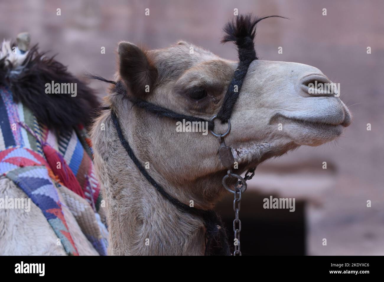 Dromedary camel in the ancient city of Nabe Petra. Tourist attraction ...
