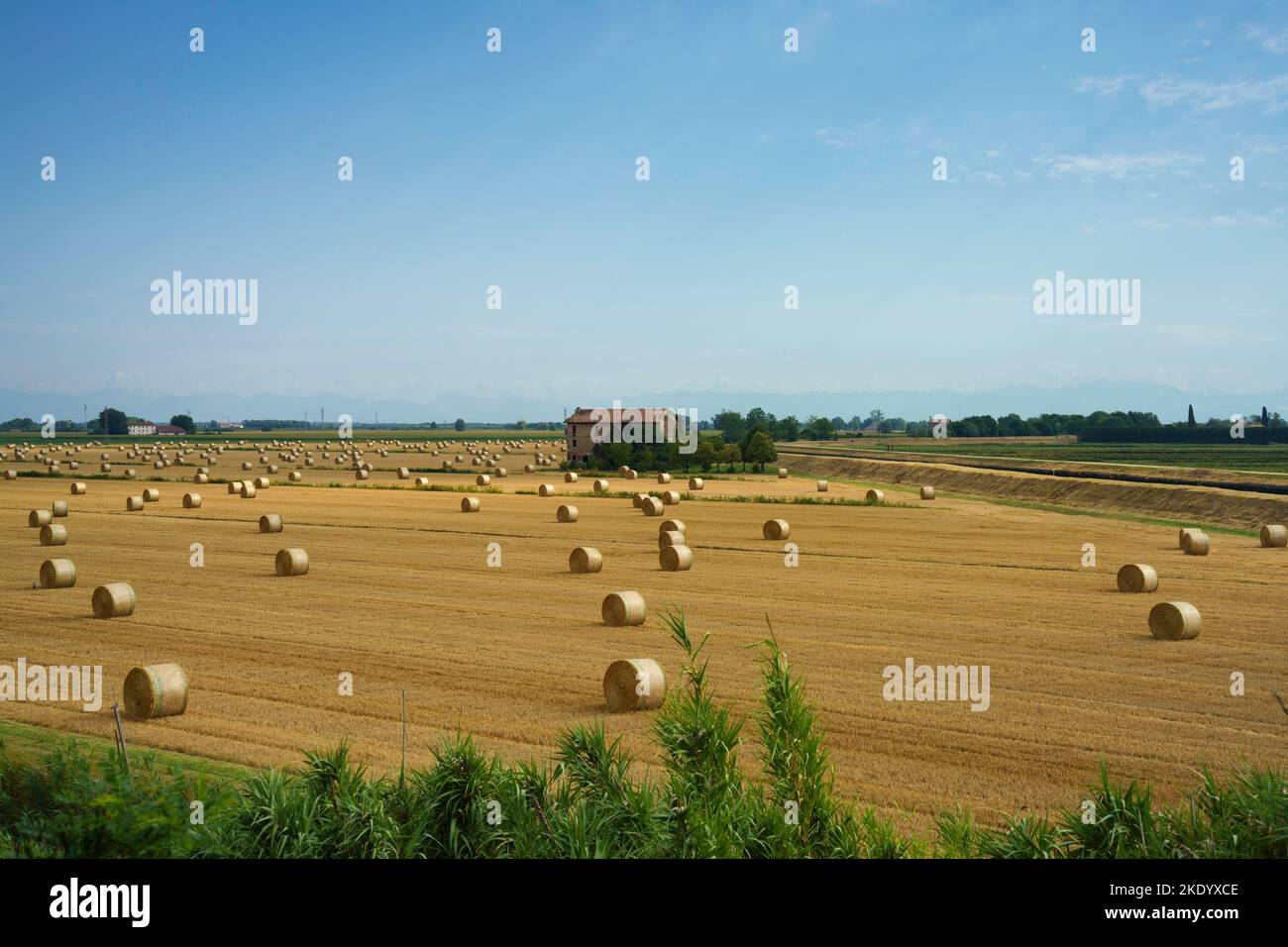 Rural landscape near Caorle, Venice province, Veneto, Italy, at summer ...