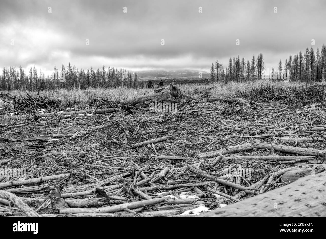 A grayscale oif the destroyed forest by bark beetles Stock Photo - Alamy