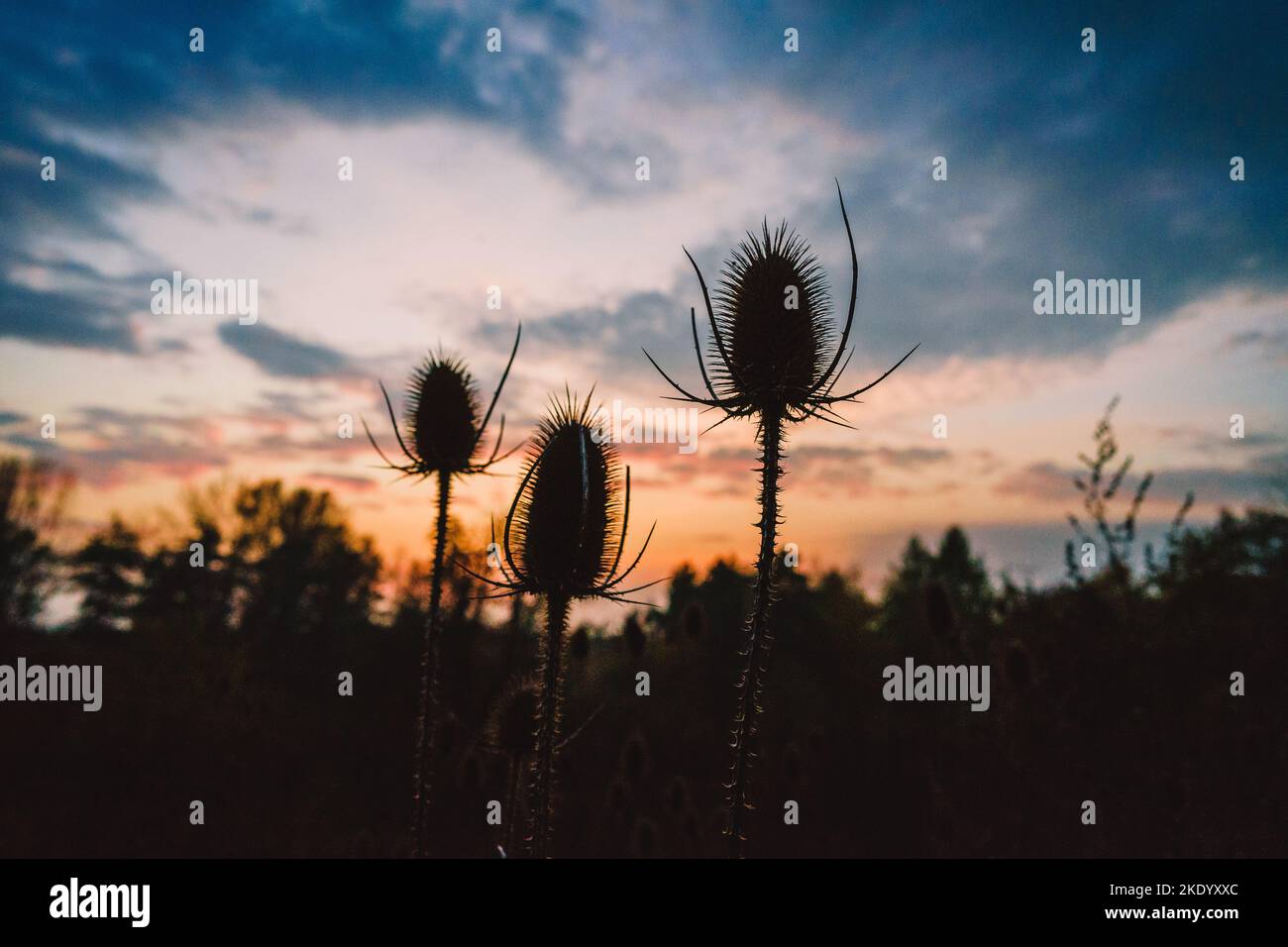 A selective focus shot of thistles in a field with the beautiful sky in ...