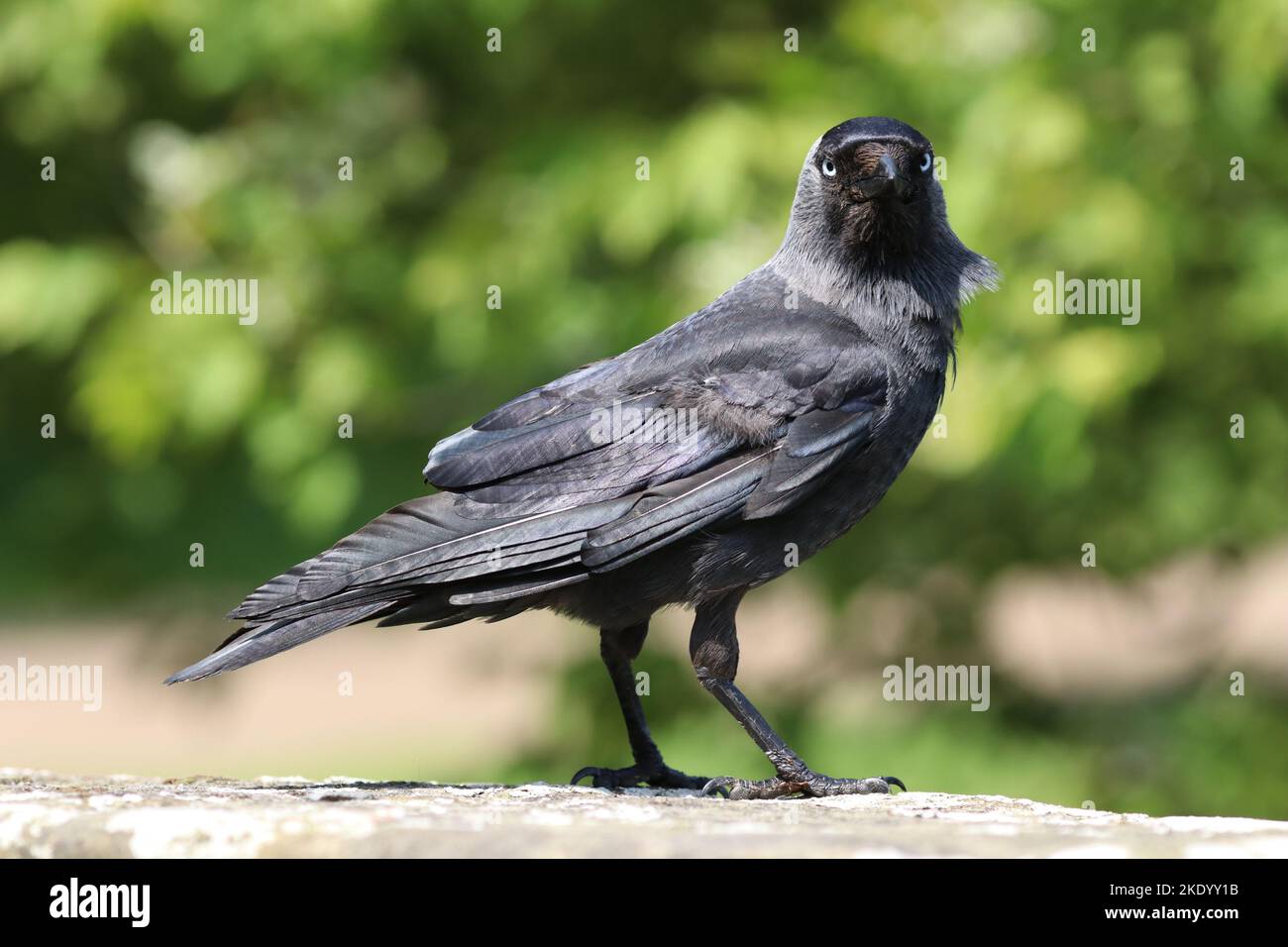 Black jackdaw hi-res stock photography and images - Alamy