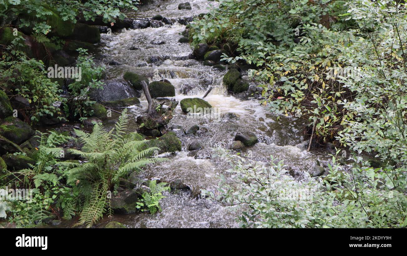 Beautiful stream by forest hi-res stock photography and images - Alamy