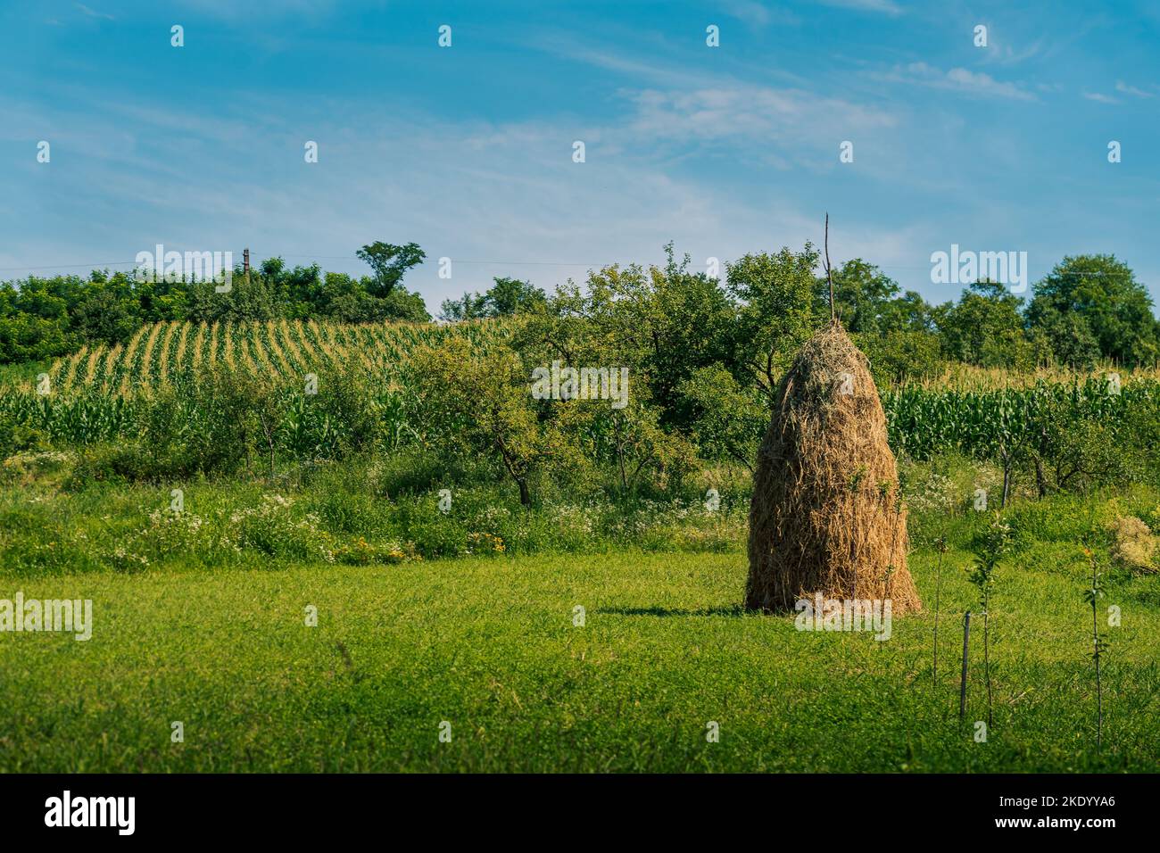 Traditional eastern European haystacks on the field surrounded by green ...