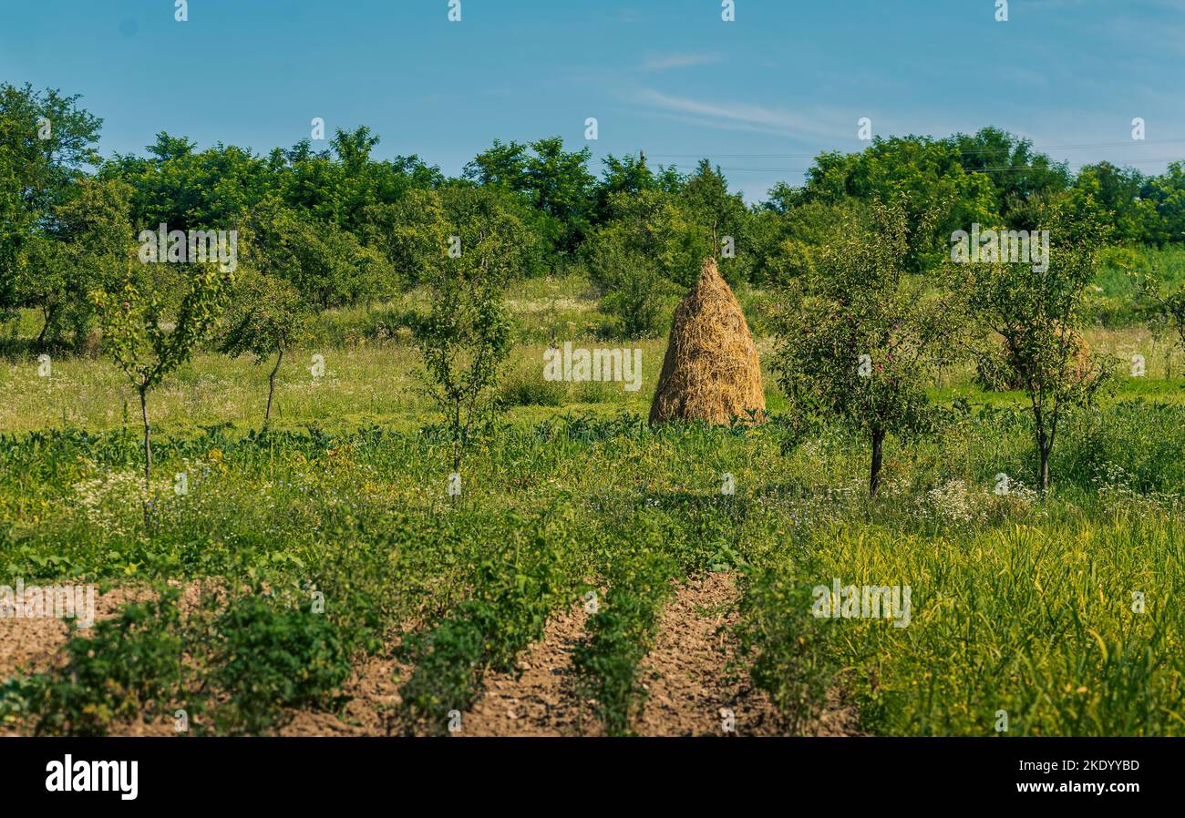 Traditional eastern European haystacks on the field surrounded by green ...