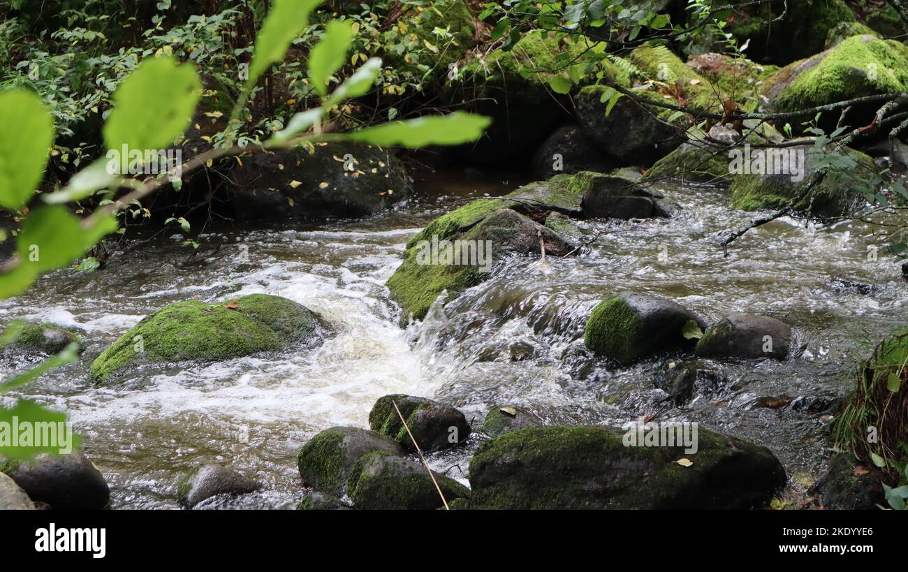 Beautiful stream by forest hi-res stock photography and images - Alamy