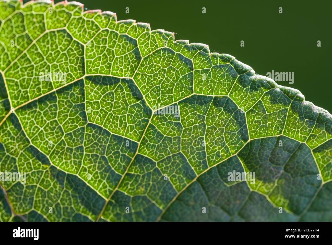 Leaf structures hi-res stock photography and images - Alamy