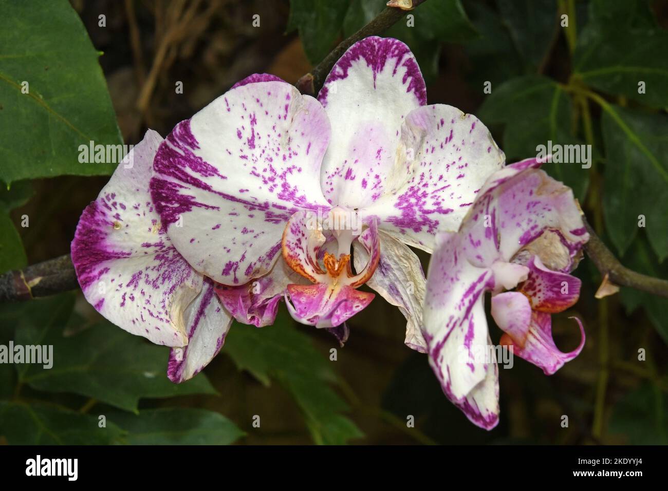 Structure of delicate flowers hi-res stock photography and images - Alamy