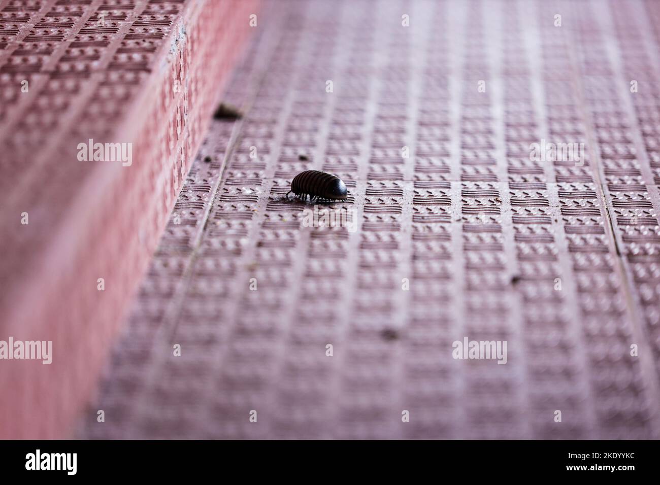 A closeup of a small black Woodlouse, Oniscidea on a pathway Stock ...