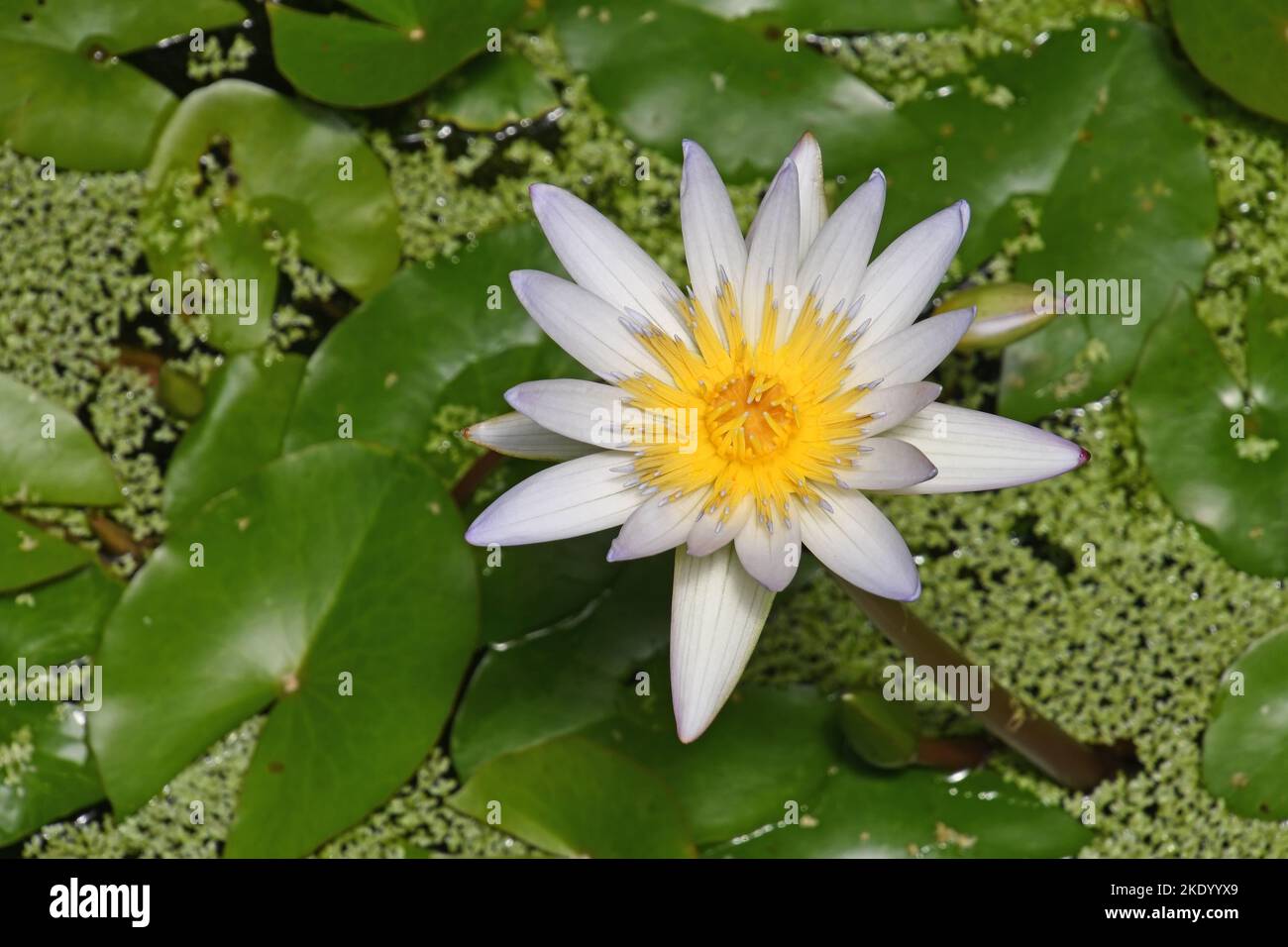 Beautiful lilies nymphaea in pond hi-res stock photography and images ...