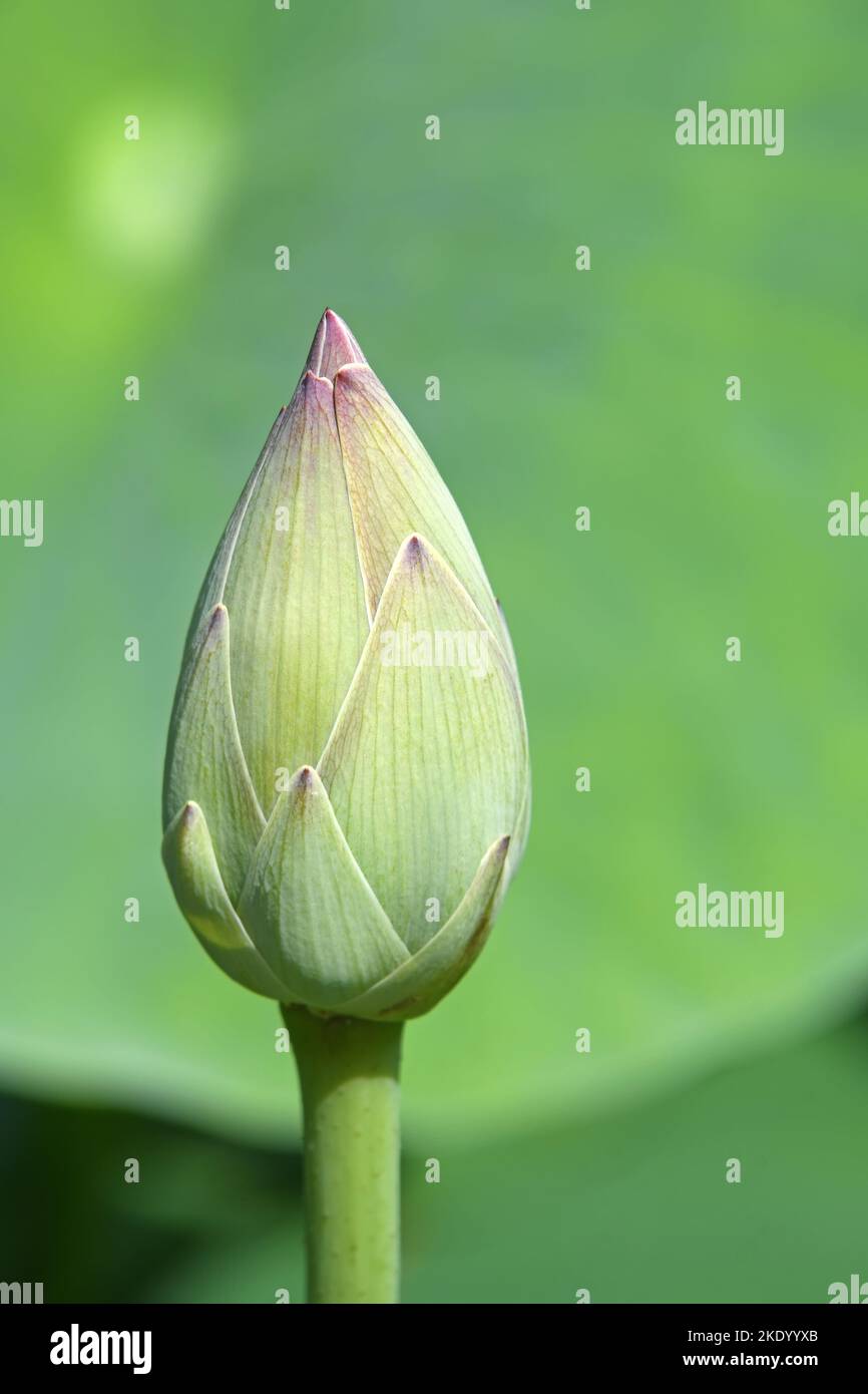 Closeup view of lotus flower bud Stock Photo - Alamy
