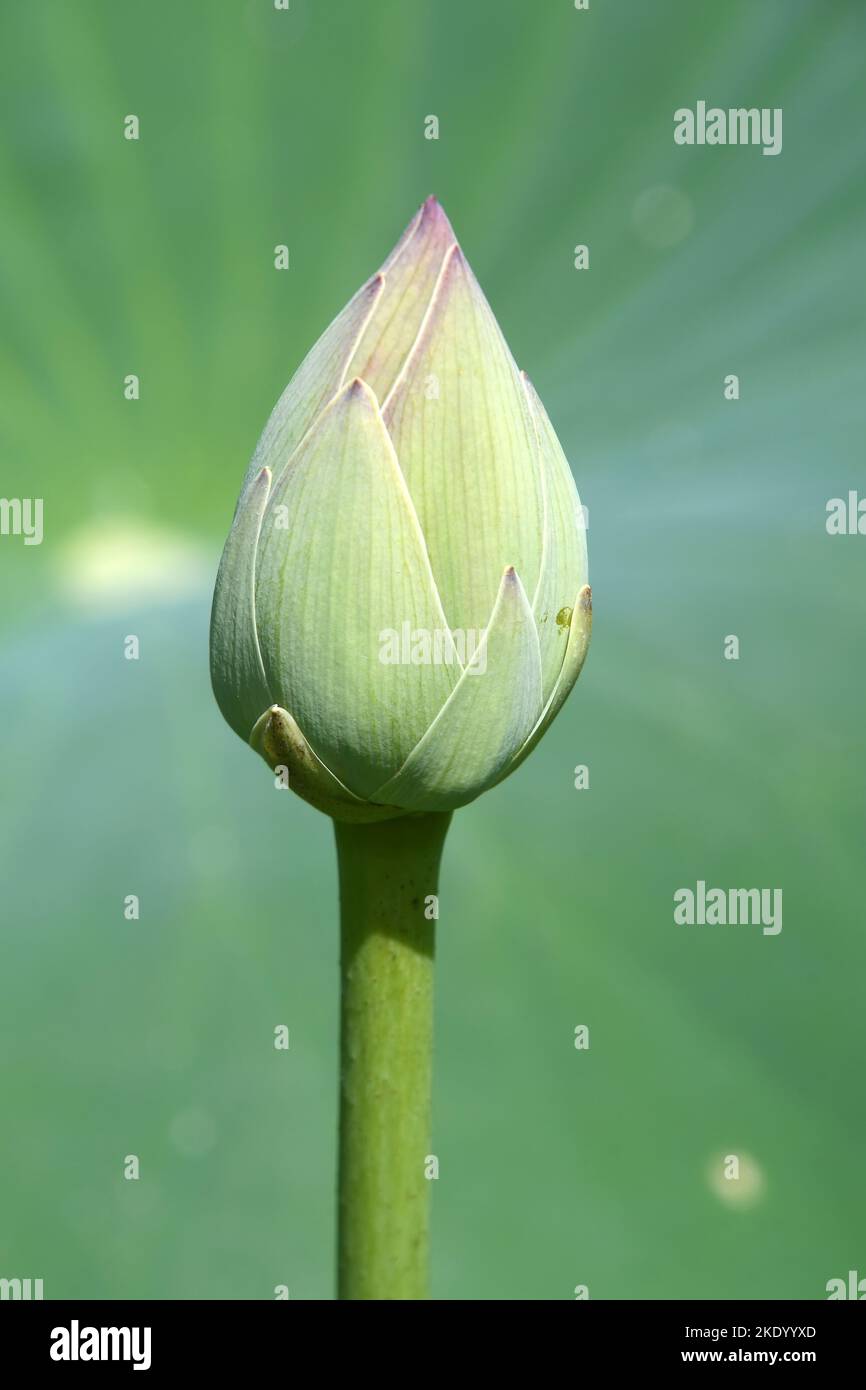 Bud vertical hi-res stock photography and images - Alamy
