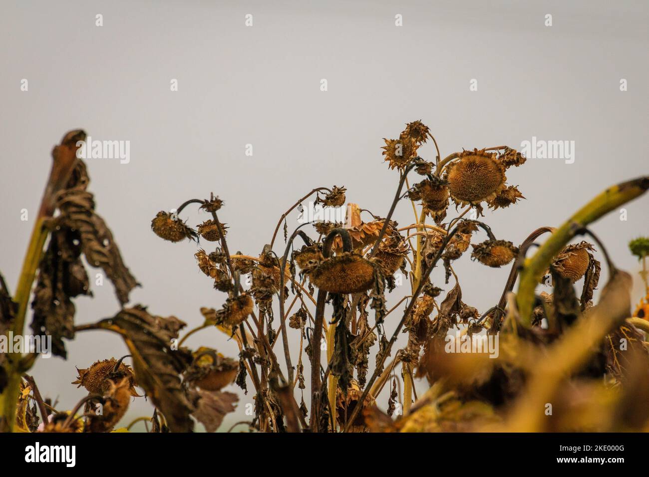 Wilting sunflowers hi-res stock photography and images - Alamy