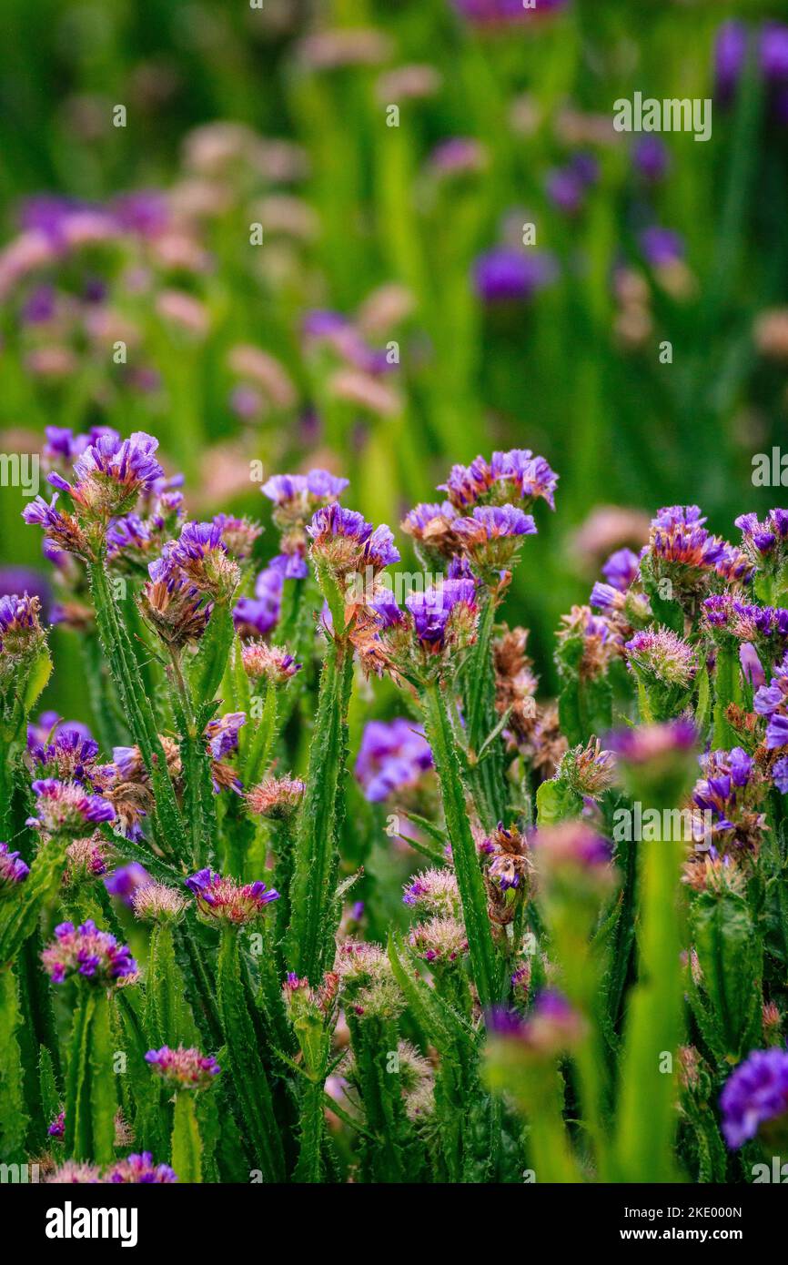 A vertical shot of wavyleaf sea lavender field Stock Photo - Alamy