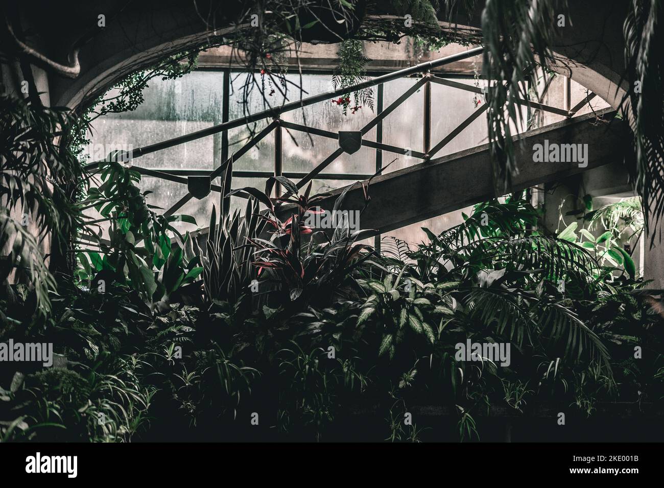 interior of a botanic garden with many plants and a lot of vegetation ...