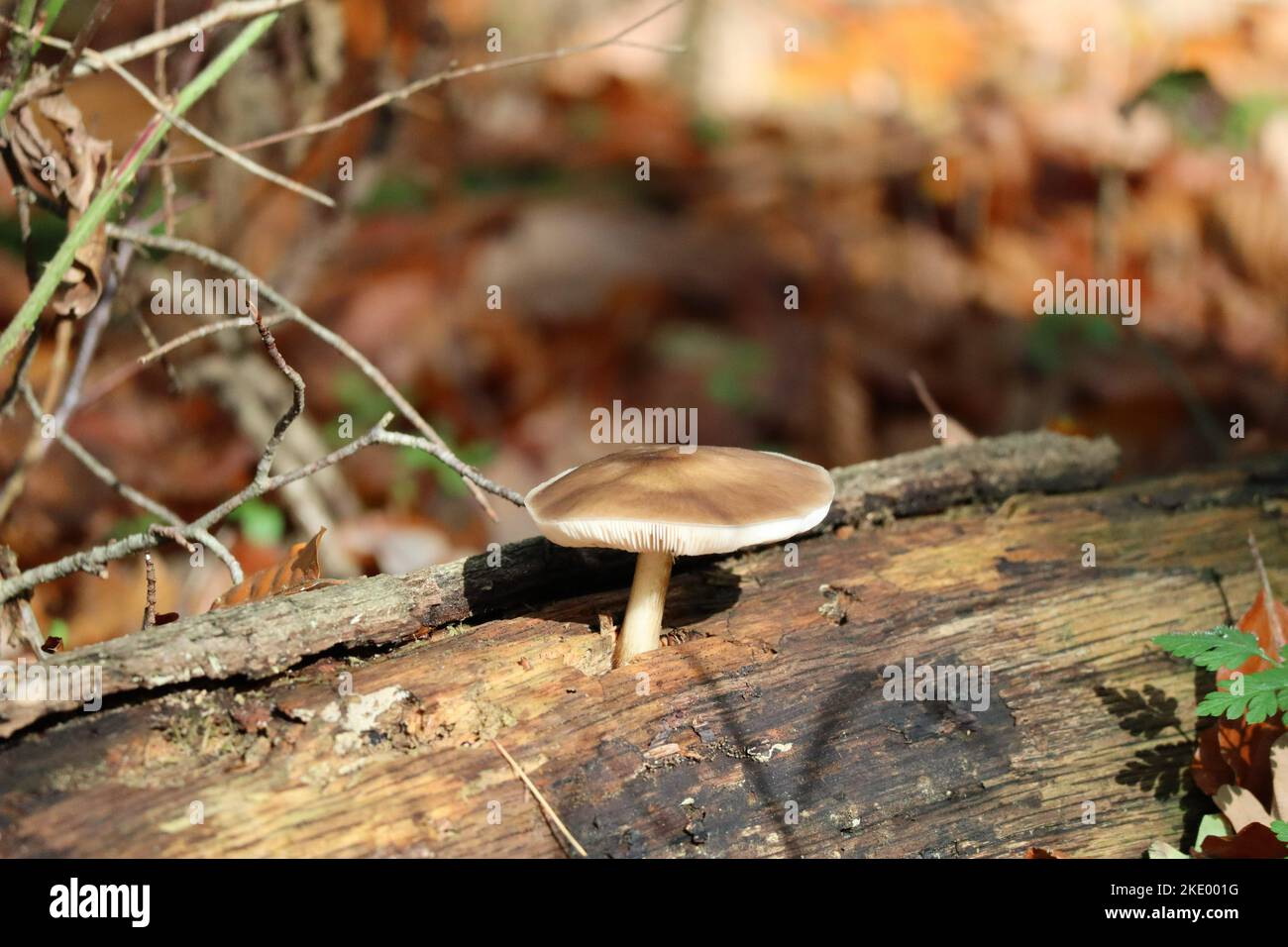 satin-shield Mushroom grows through a Tree stump Stock Photo - Alamy