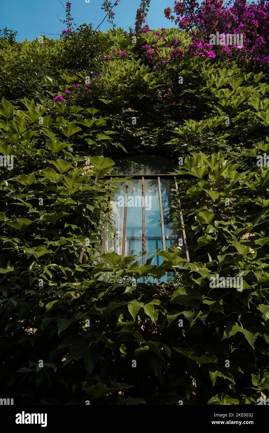 A window covered with leaves Stock Photo - Alamy